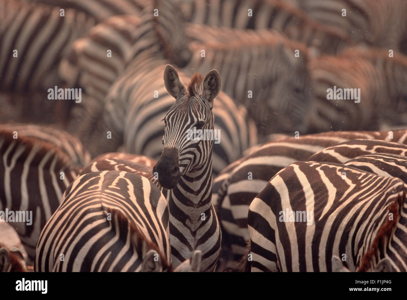 No zebras hi-res stock photography and images - Alamy