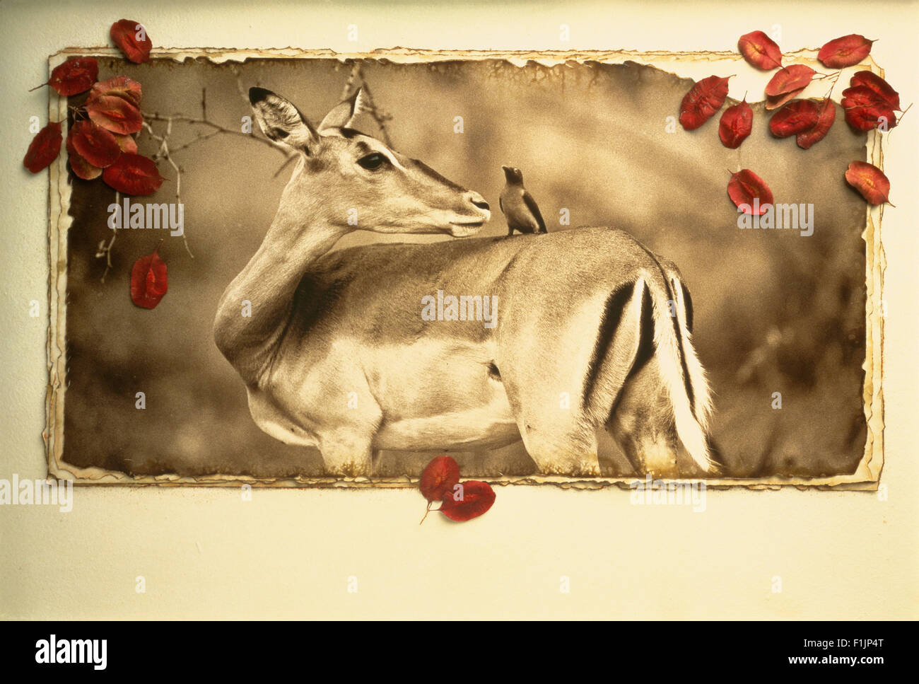 Impala with Bird Stock Photo - Alamy
