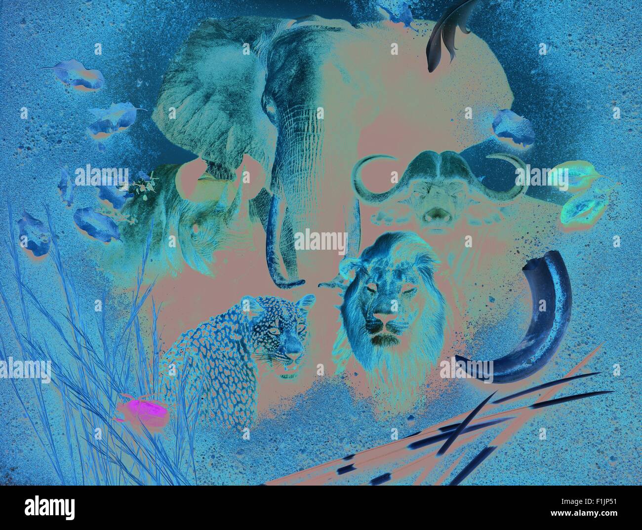 Big five collage Stock Photo - Alamy