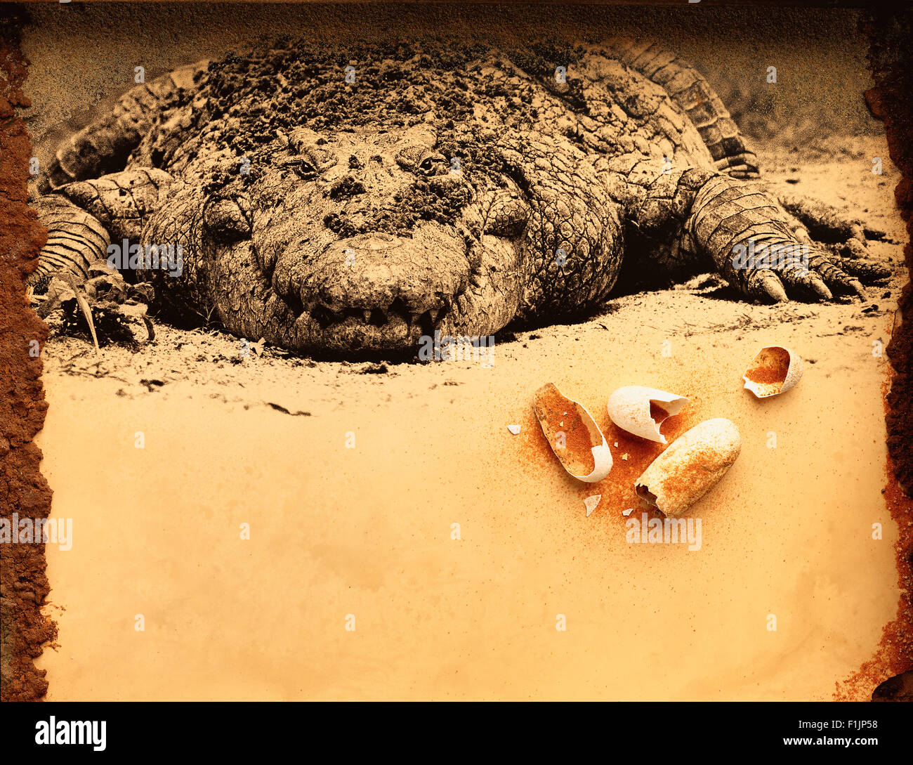 Picture crocodile hi-res stock photography and images - Alamy