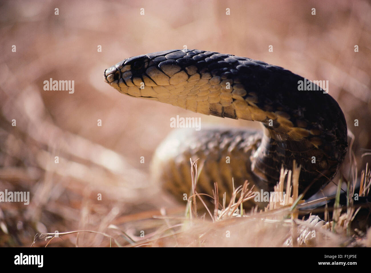 Snake close up view hi-res stock photography and images - Alamy