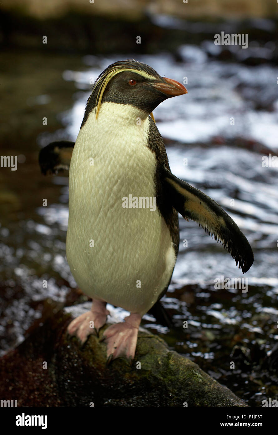 Penguin on rock Stock Photo - Alamy