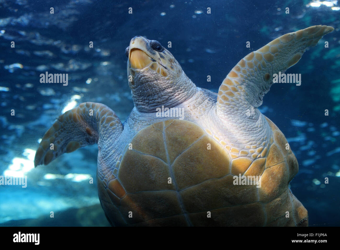 Sea turtle in aquarium Stock Photo - Alamy