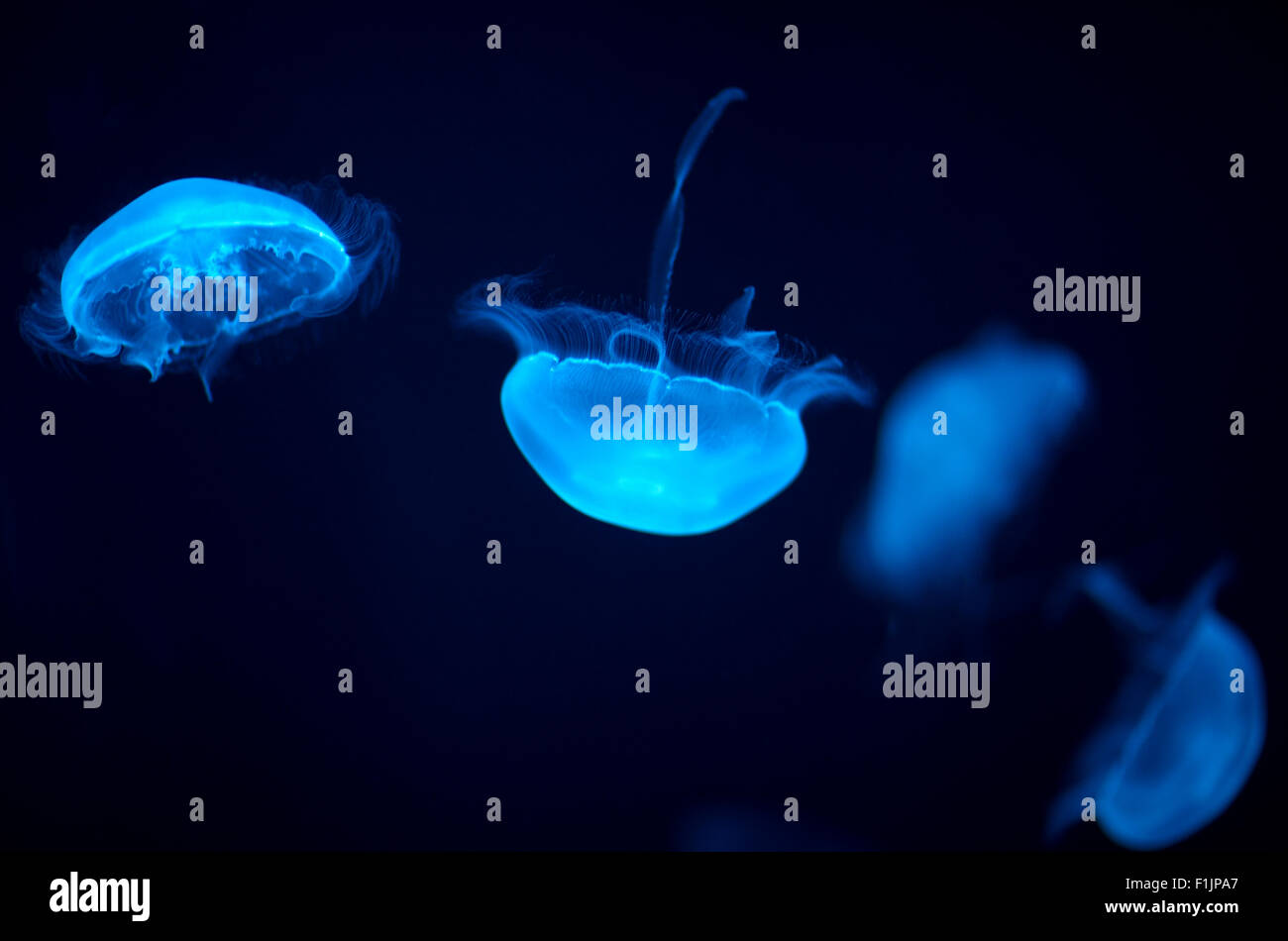 Jellyfish display hi-res stock photography and images - Alamy