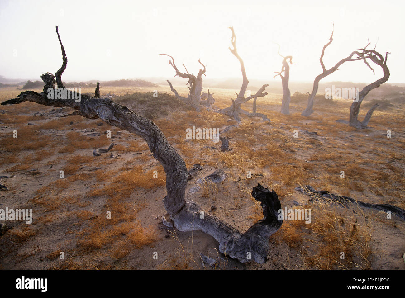 Dead trees hi-res stock photography and images - Alamy
