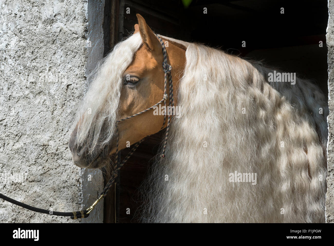 Long Forelock High Resolution Stock Photography and Images - Alamy