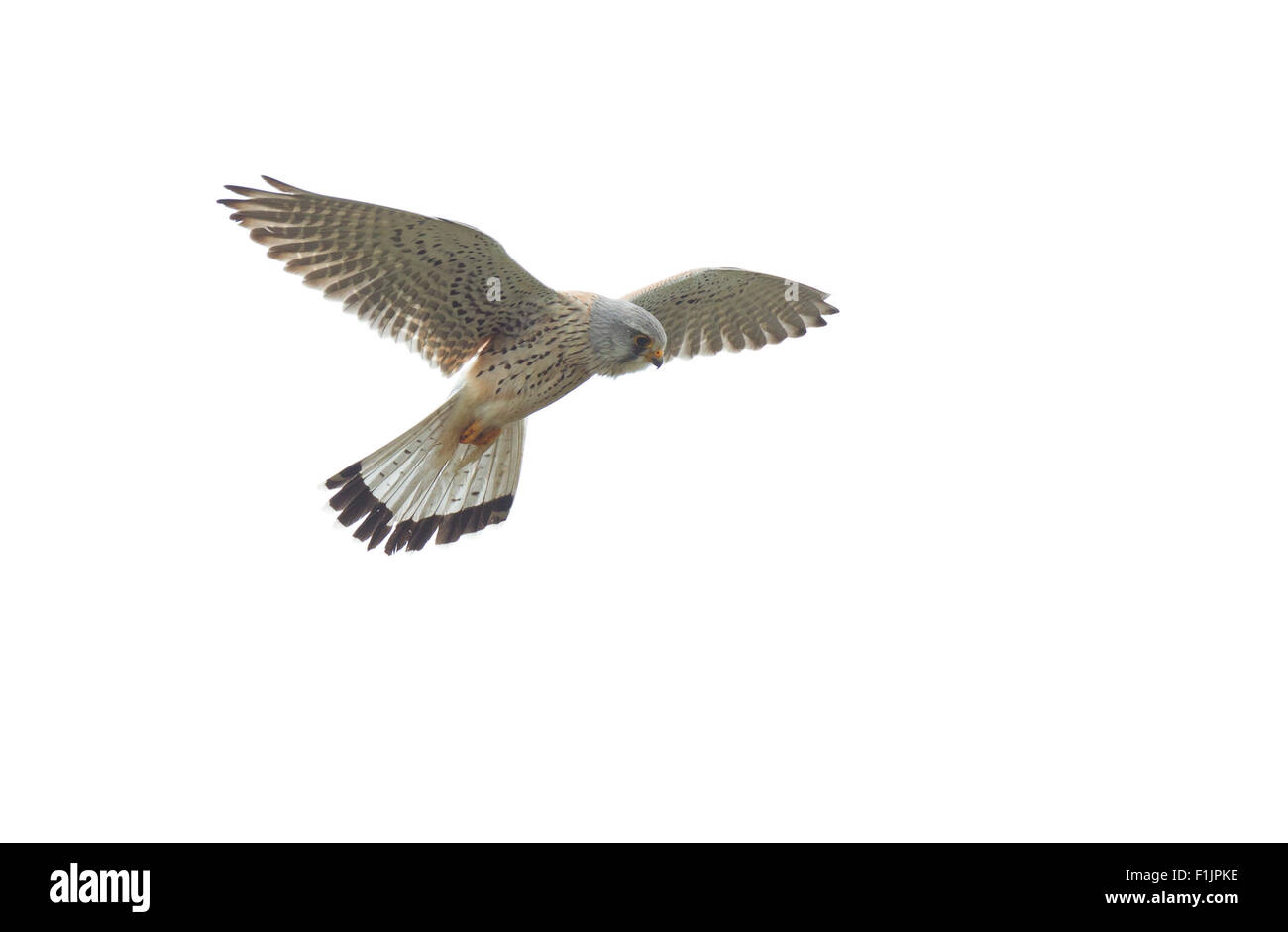 Strong colour hi-res stock photography and images - Alamy