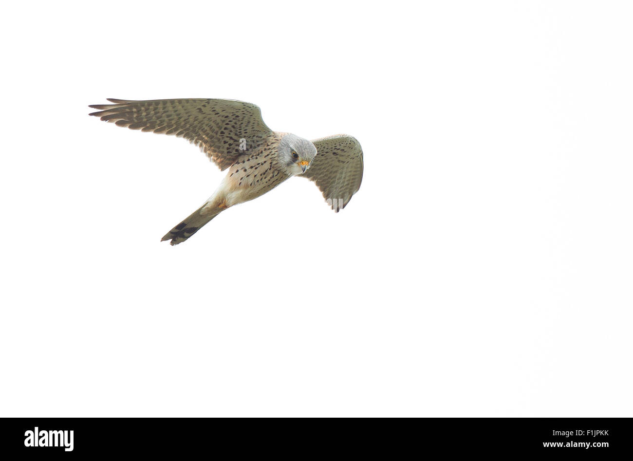 Grey kestrel hi-res stock photography and images - Alamy