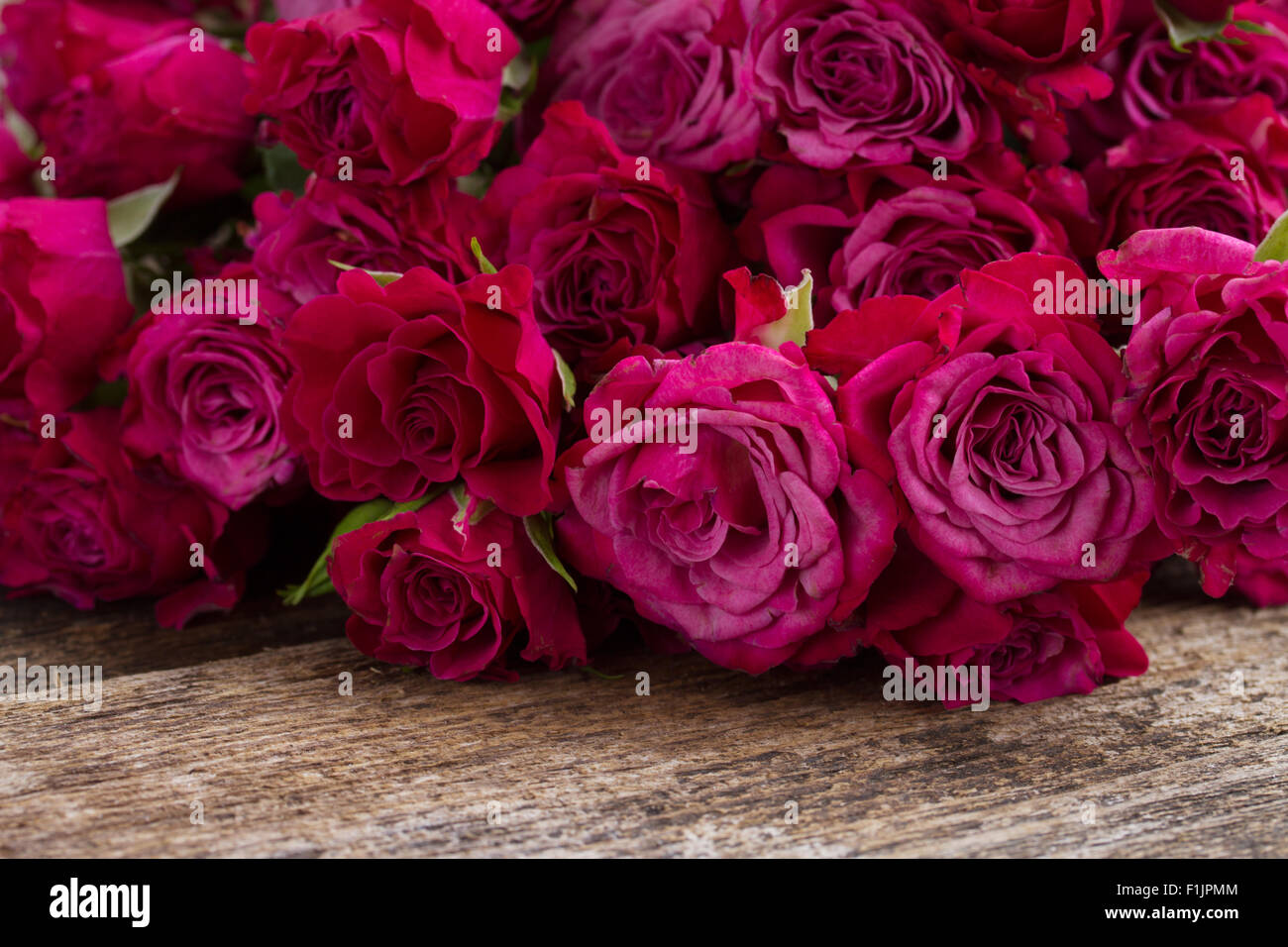 pile of mauve roses Stock Photo - Alamy