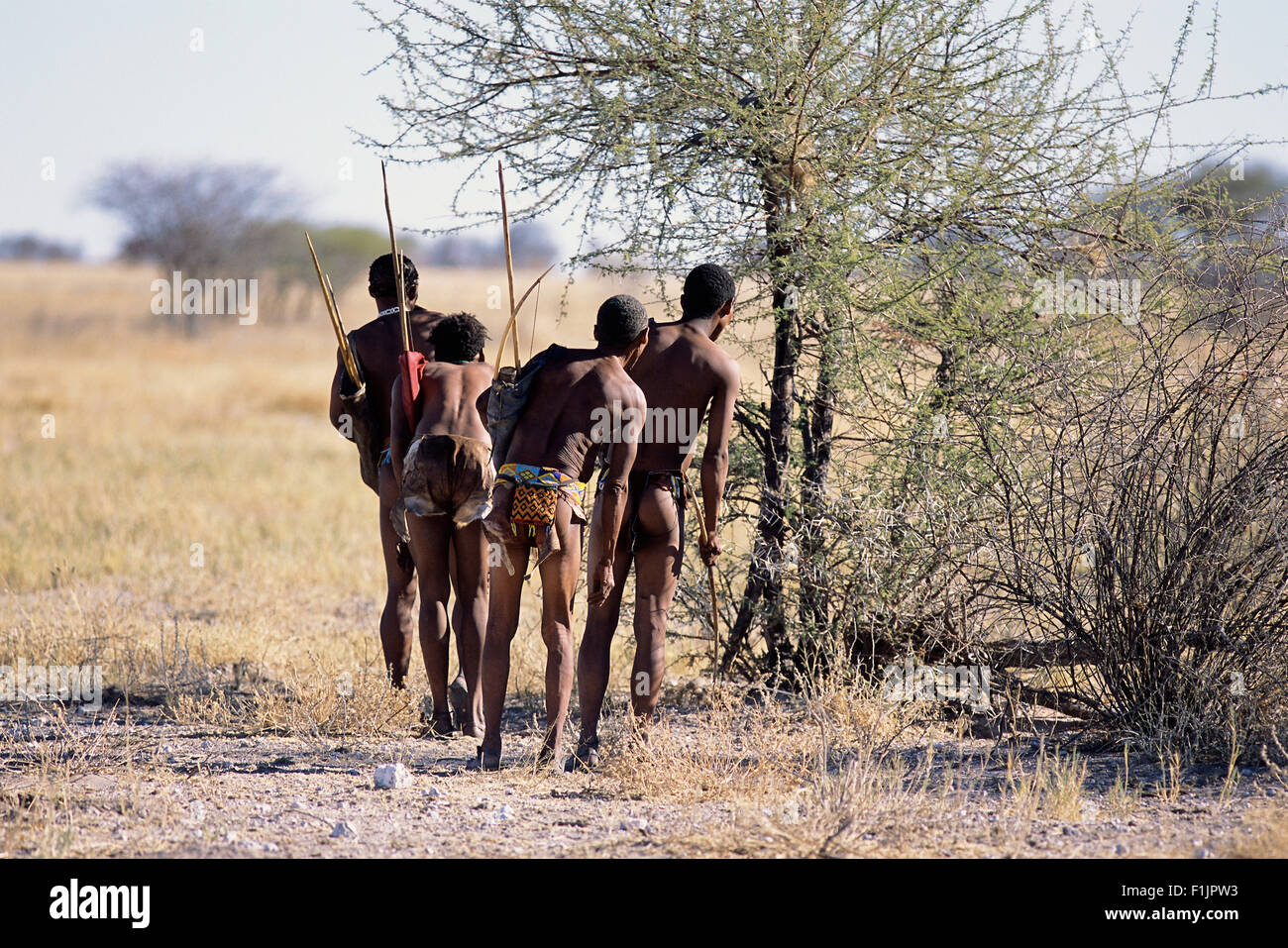 Bushman grass hi-res stock photography and images - Alamy