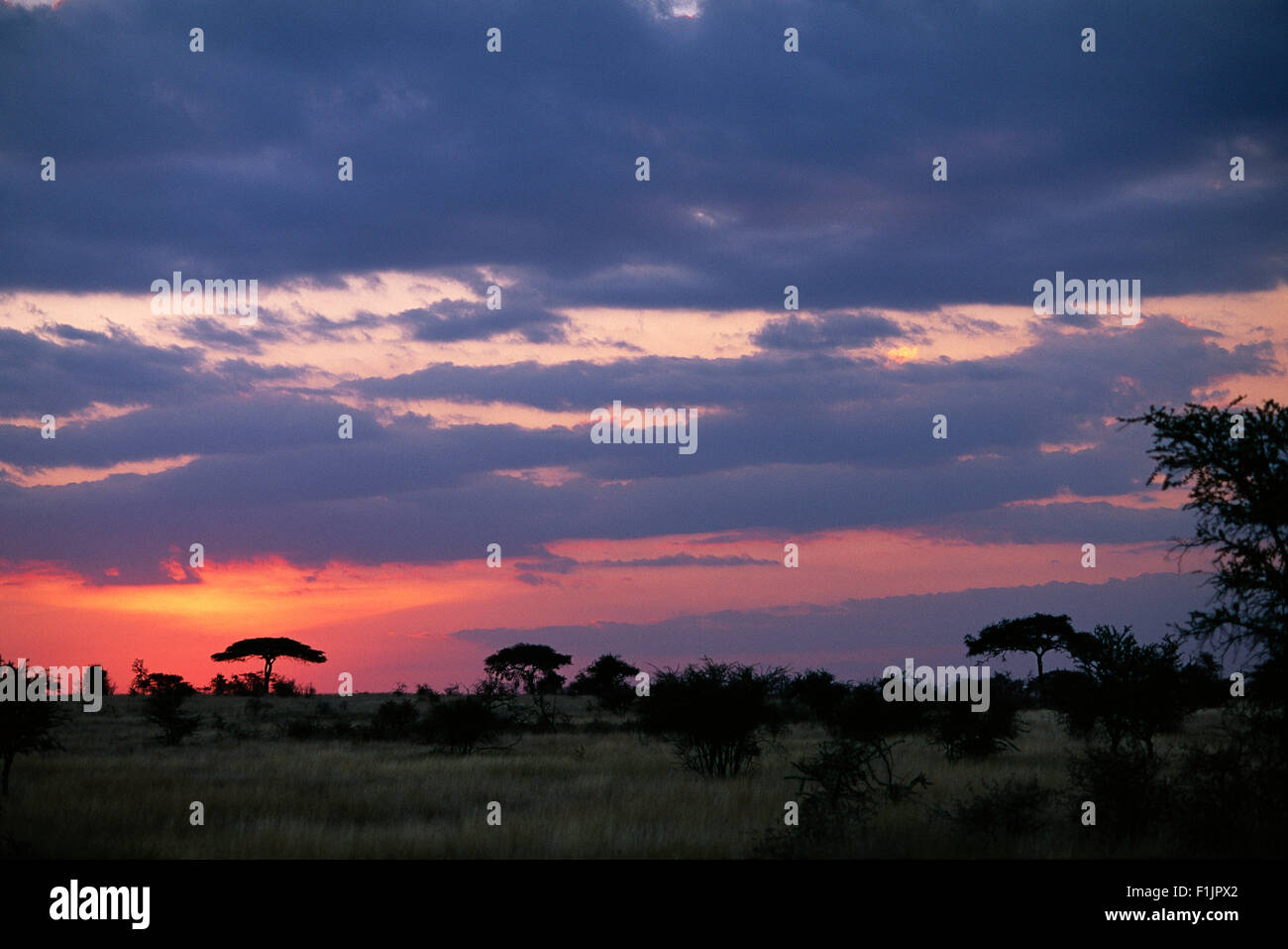 Serengeti tanzania sunset hi-res stock photography and images - Alamy