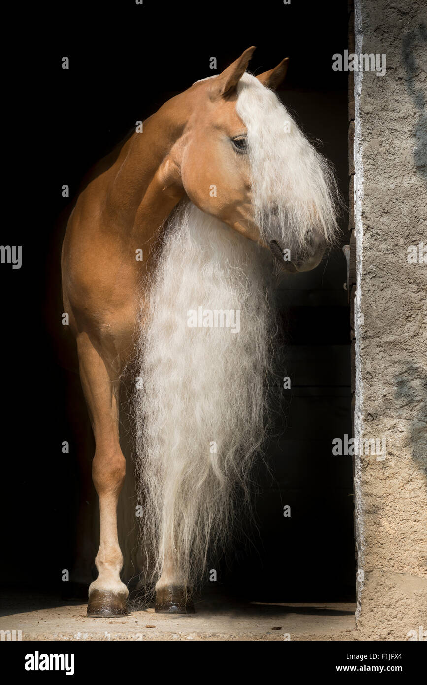 Beautiful haflinger mare with long mane on a black background Stock ...