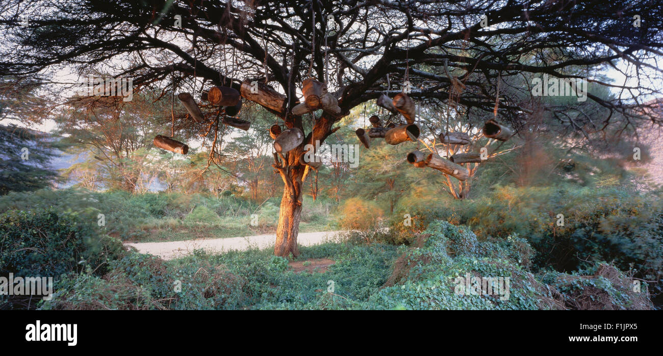 Acacia Trees, Tanzania, Africa Stock Photo - Alamy