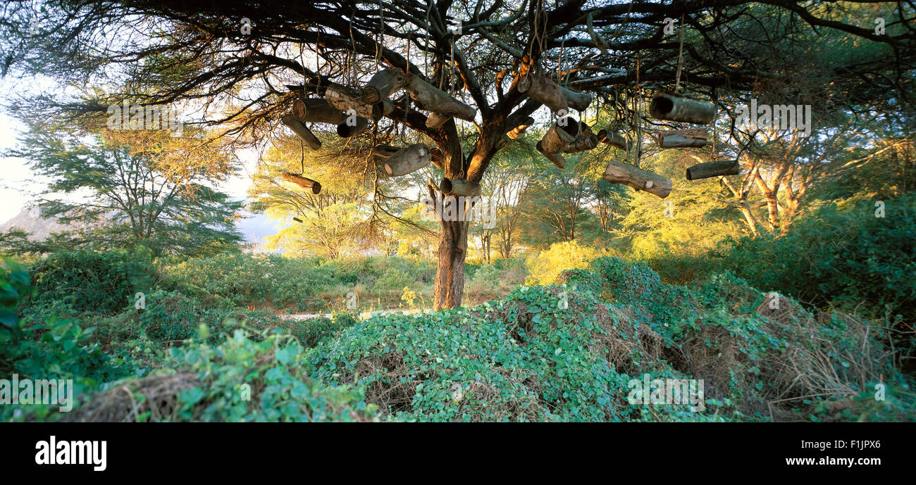 Acacia tree tanzania hi-res stock photography and images - Alamy