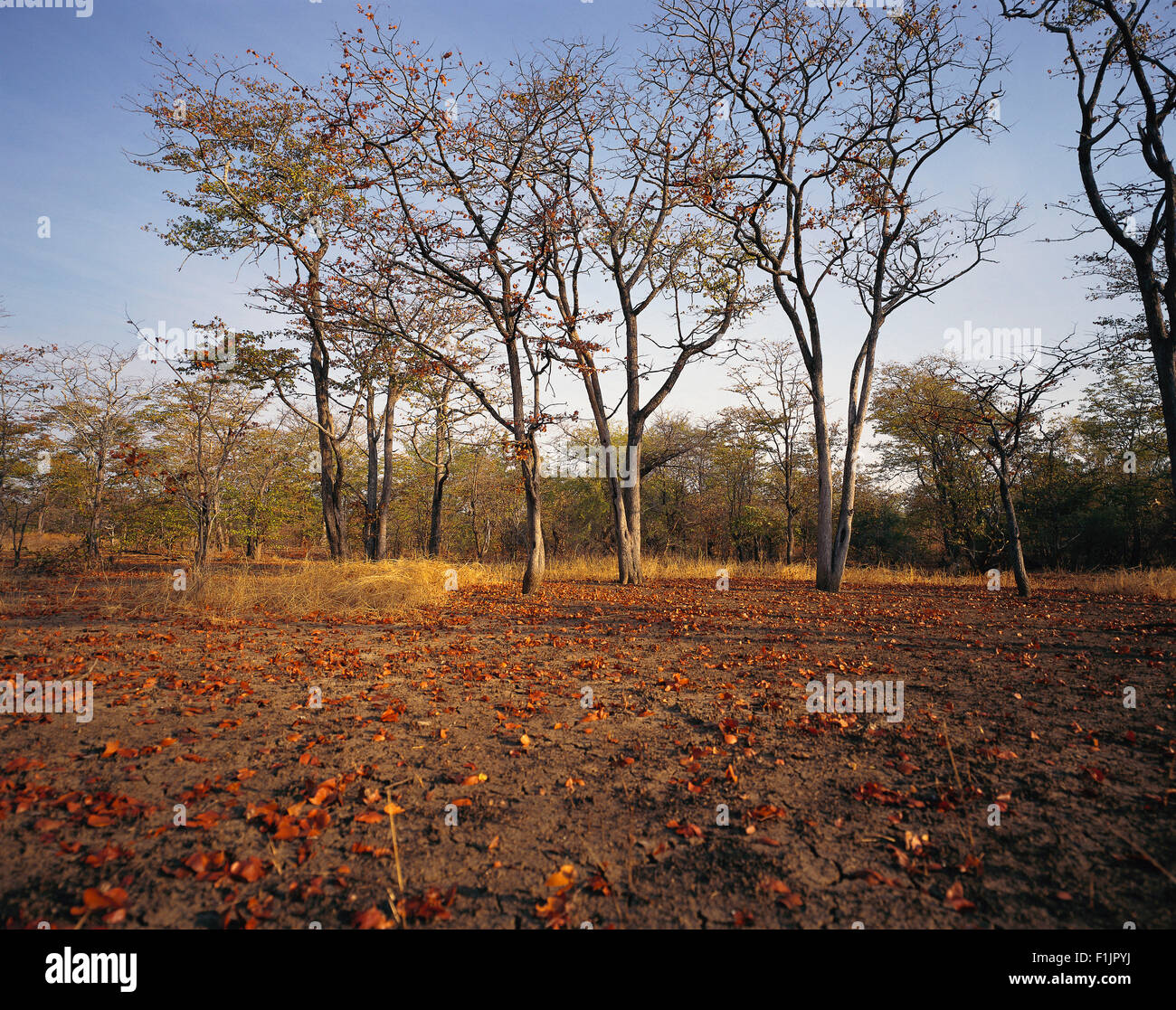 Mopane tree hi-res stock photography and images - Alamy