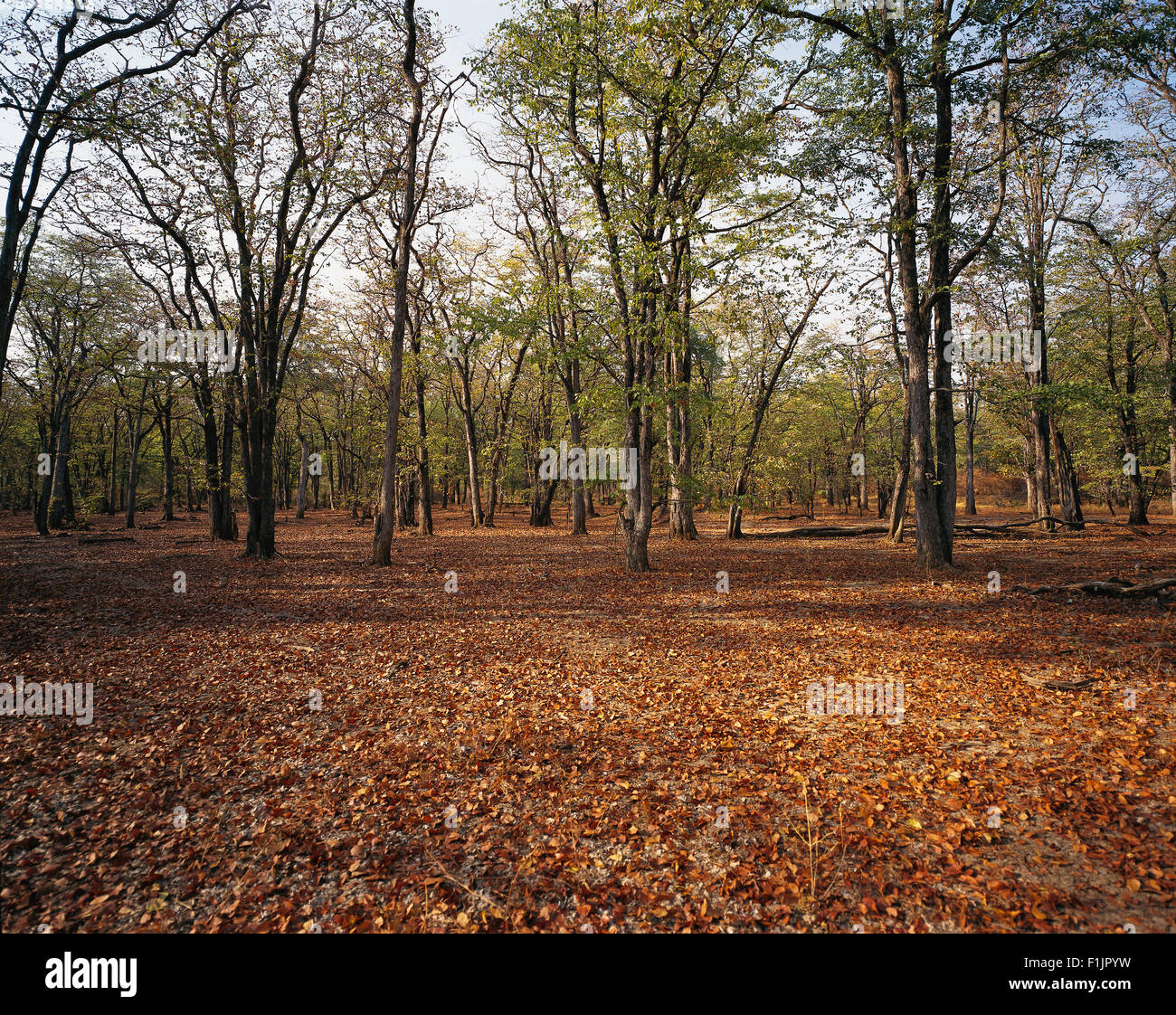 Mopane tree hi-res stock photography and images - Alamy