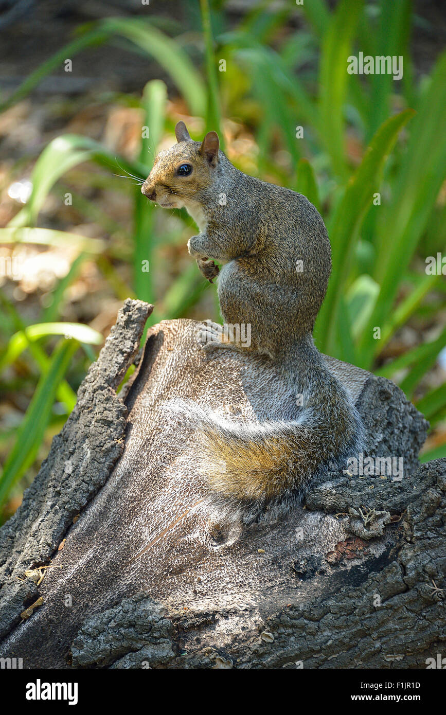 African tree squirrels hi-res stock photography and images - Alamy