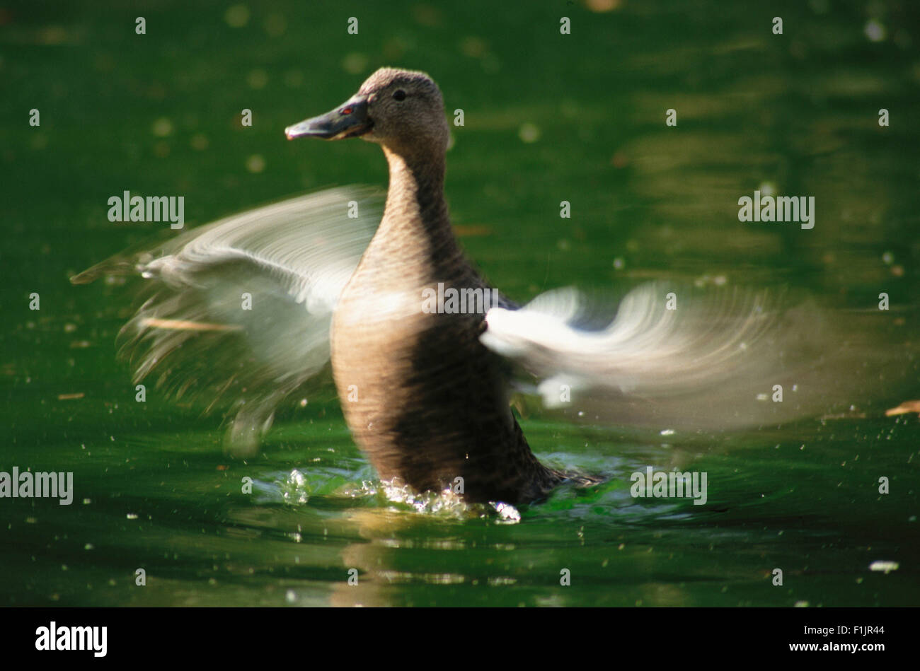 Duck, Johannesburg, Gauteng, South Africa Stock Photo - Alamy