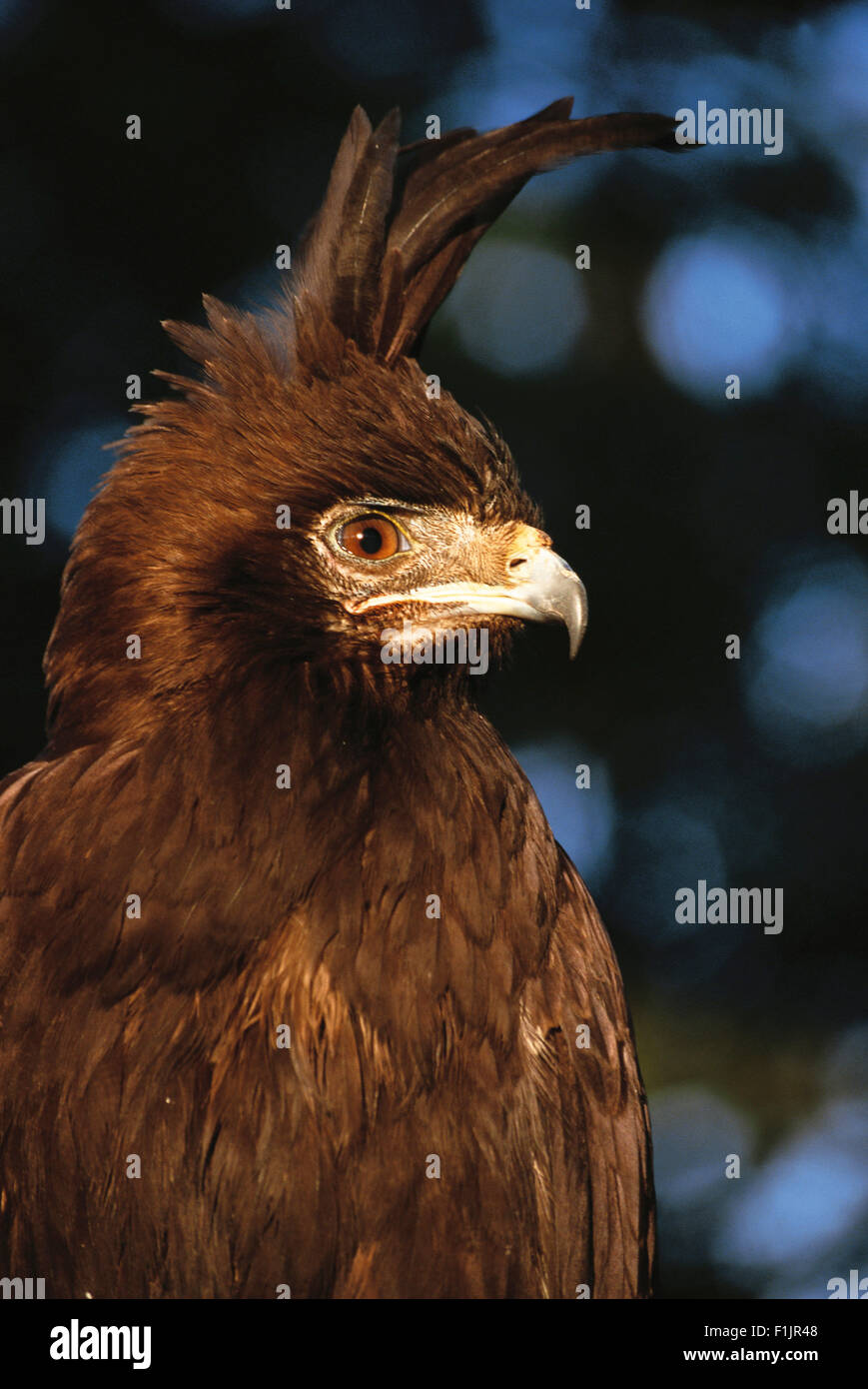 Legal eagle hi-res stock photography and images - Alamy