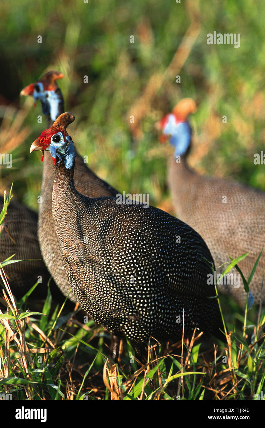 Helmeted guinea fowl hi-res stock photography and images - Alamy