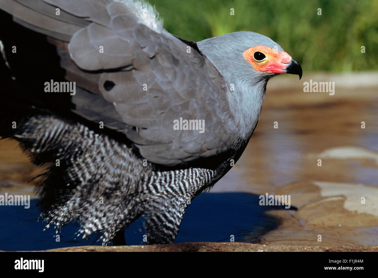 Harrier hawk hi-res stock photography and images - Alamy