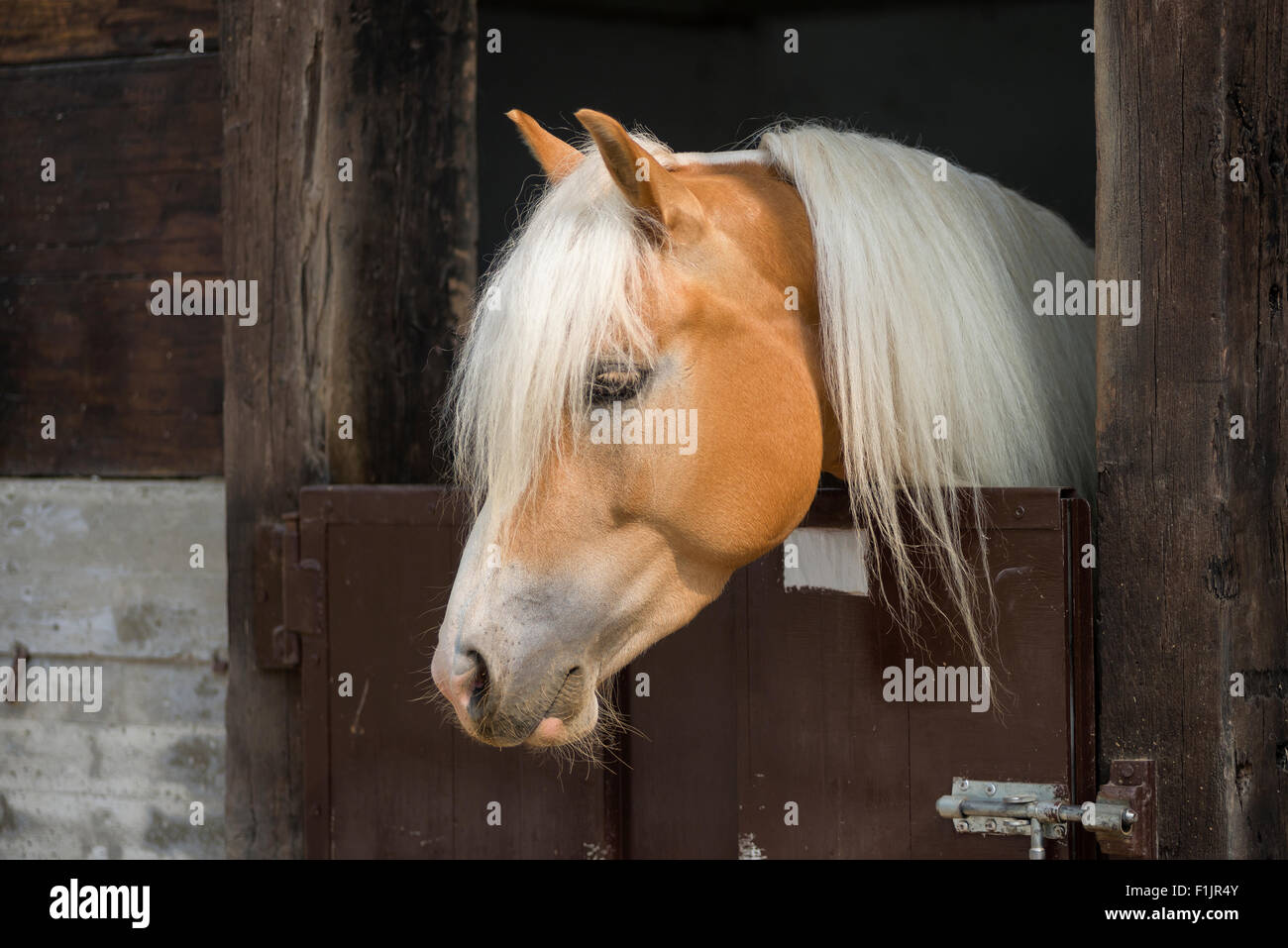 Beautiful Haflinger mare portrait Stock Photo - Alamy
