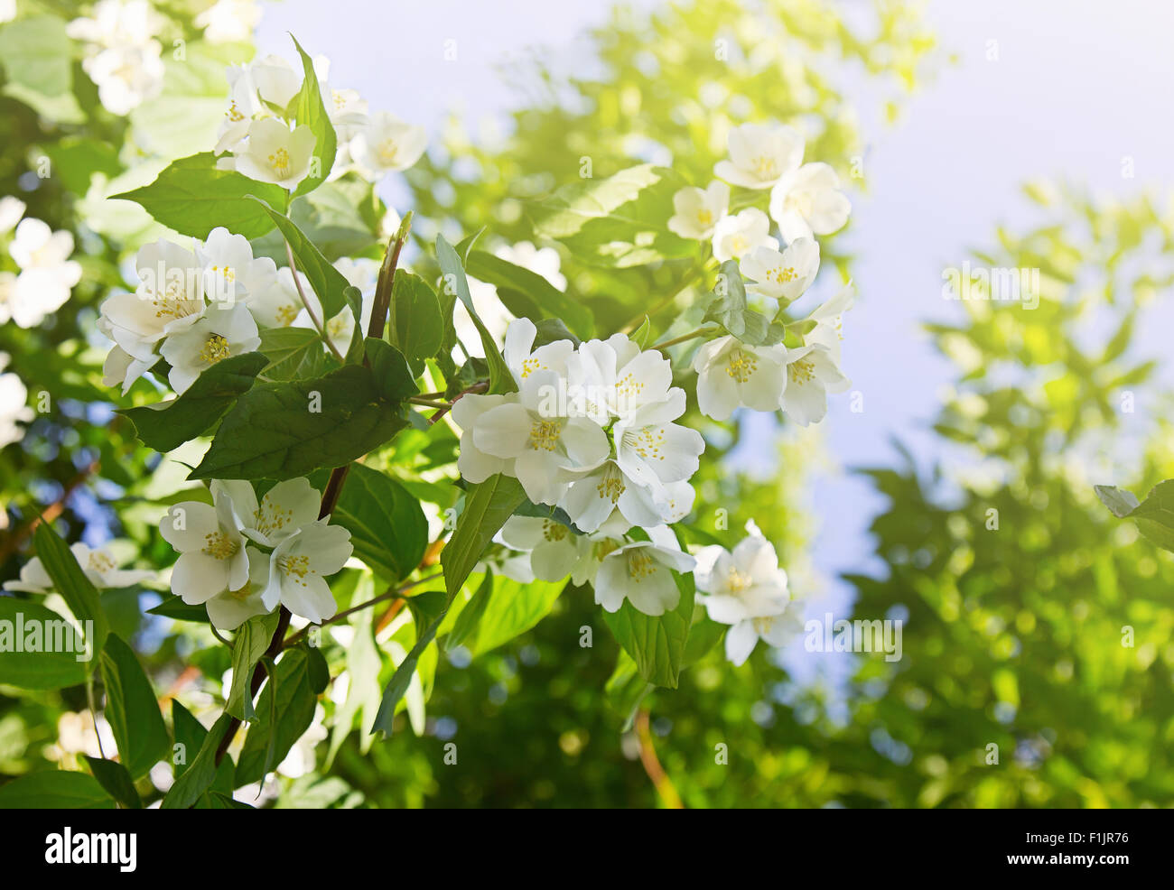 Blooming jasmine flowers in springtime Stock Photo - Alamy