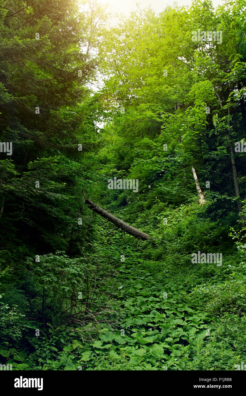 Green leafy forest Stock Photo - Alamy