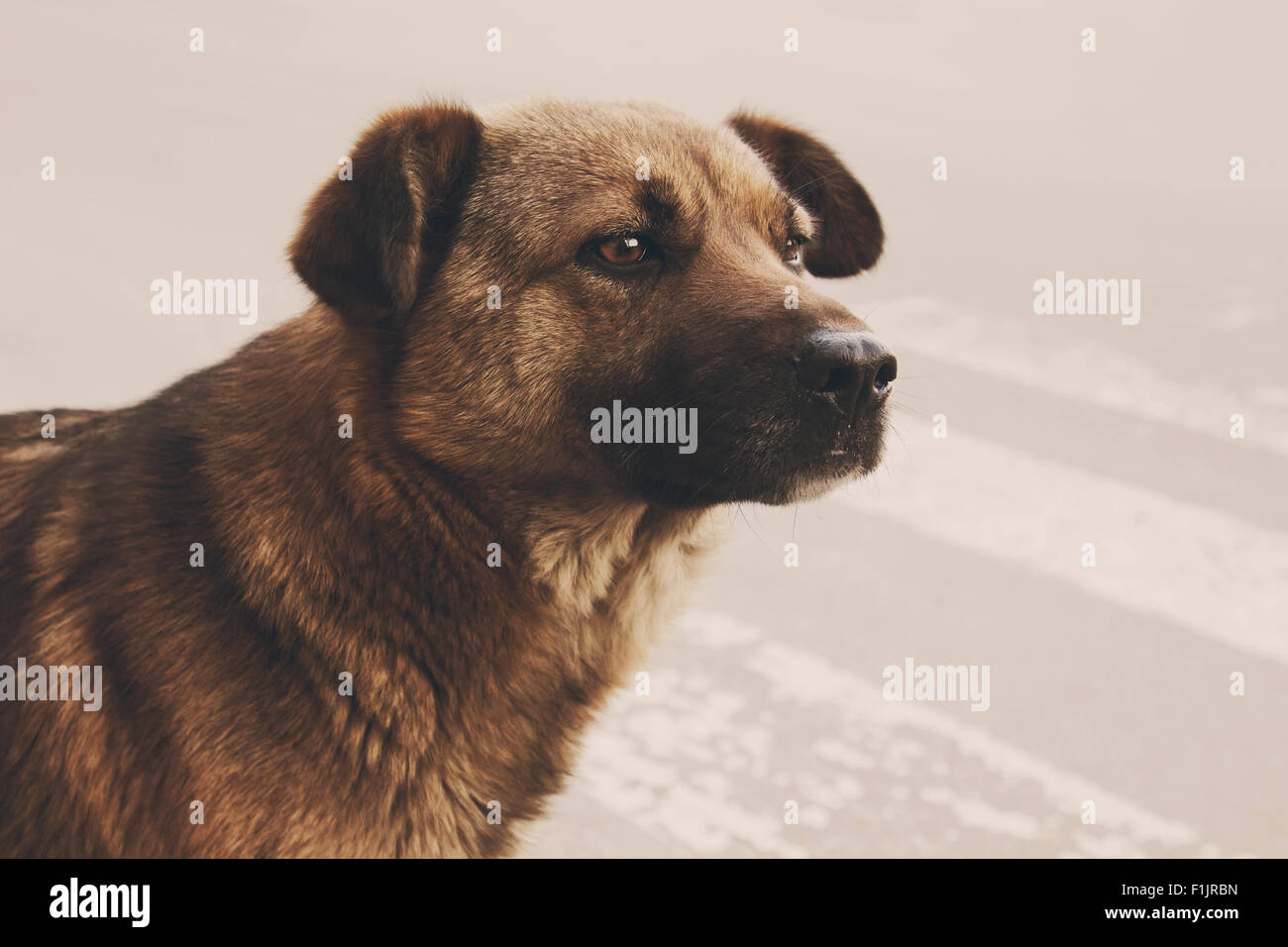 Helping homeless shelter hi-res stock photography and images - Alamy