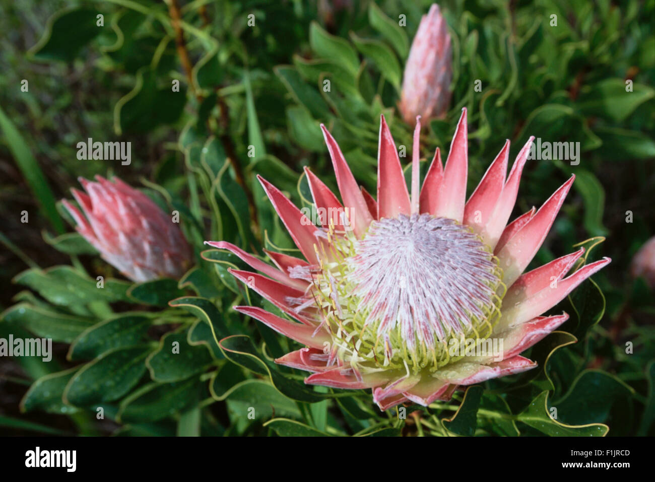 King Protea High Resolution Stock Photography and Images - Alamy