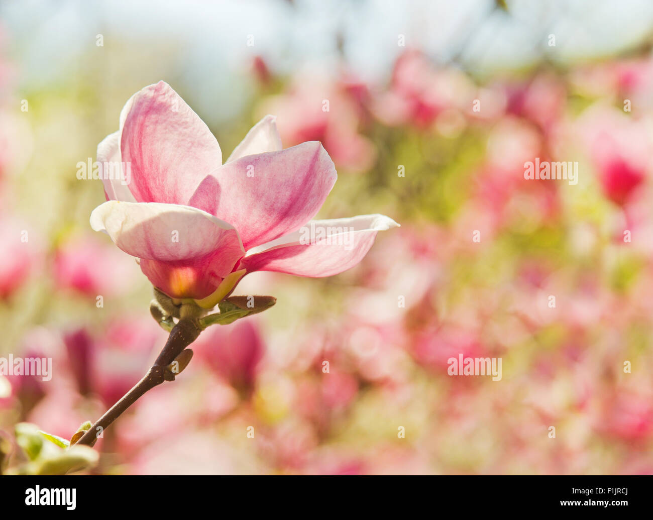 One flower of magnolia tree in springtime with copy space Stock Photo ...
