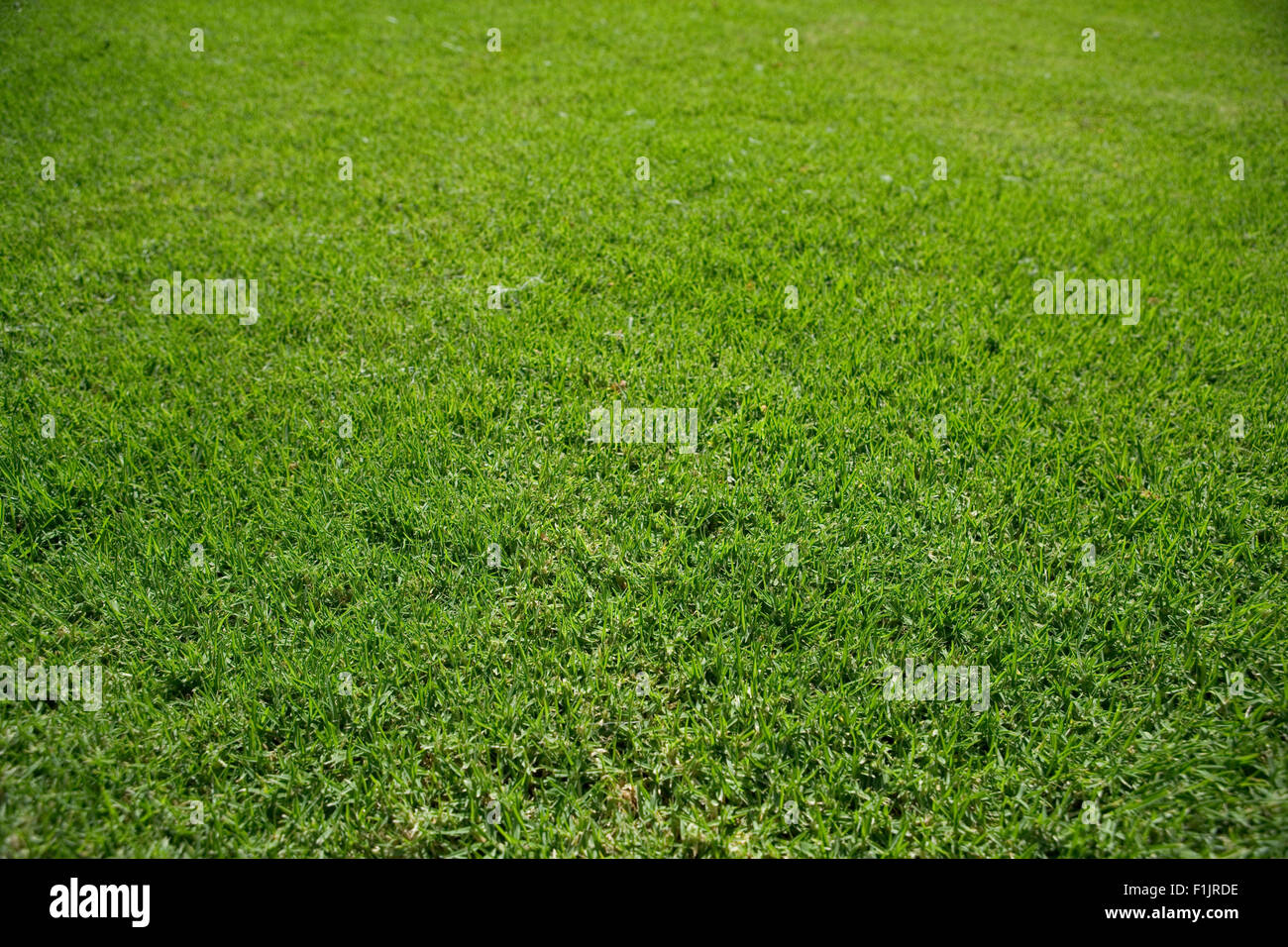 Close Up of Grass Stock Photo - Alamy
