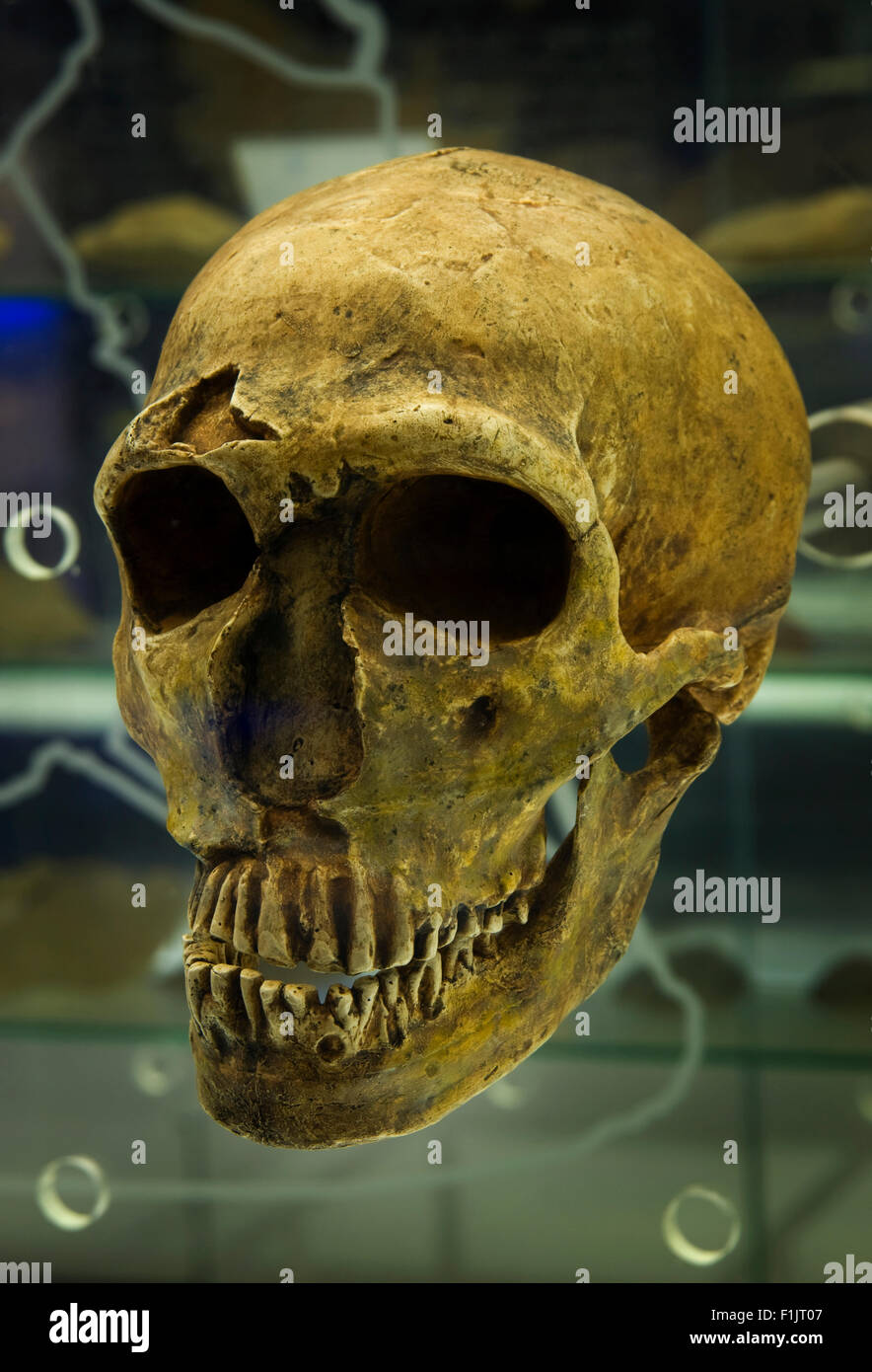 Skull bones archaeological site hi-res stock photography and images - Alamy