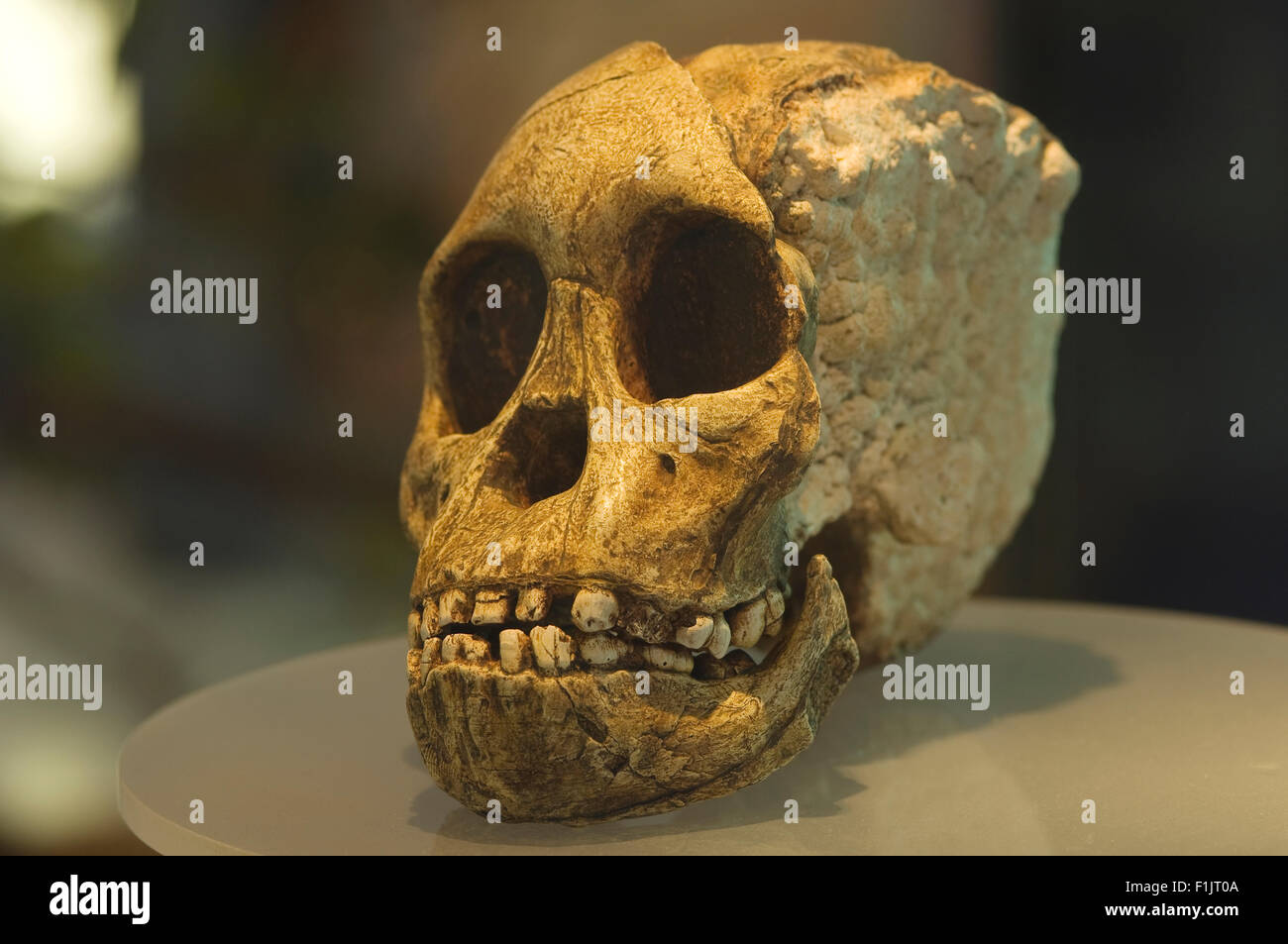 Skull bones archaeological site hi-res stock photography and images - Alamy