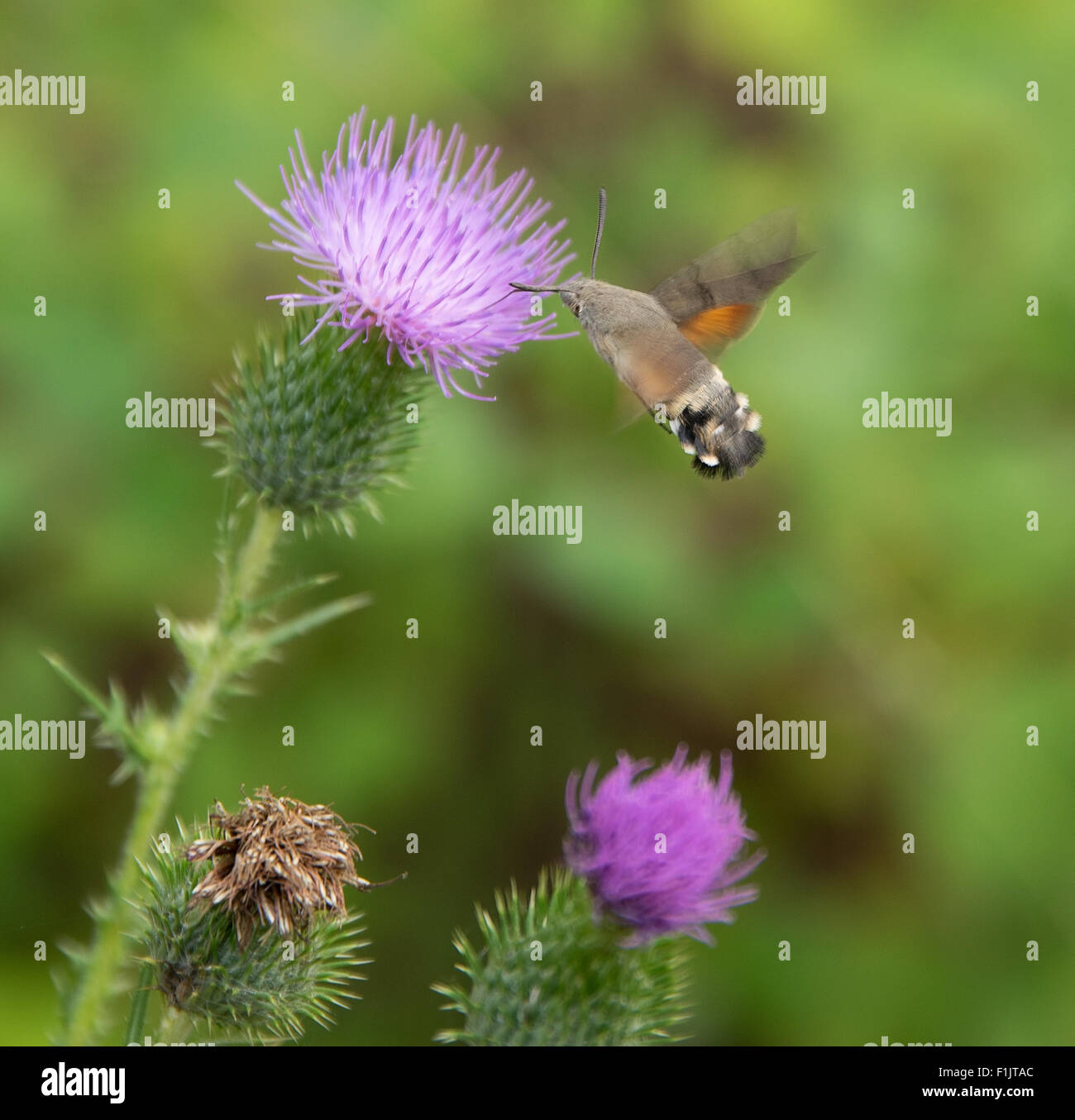 Butterfly named Hummingbird hawk-moth flying around a thistle flower ...