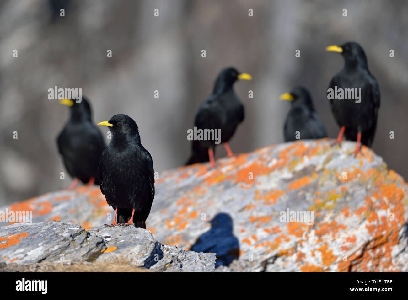 A flock of Alpine Chough / Alpendohle ( Pyrrhocorax graculus ) sitting ...