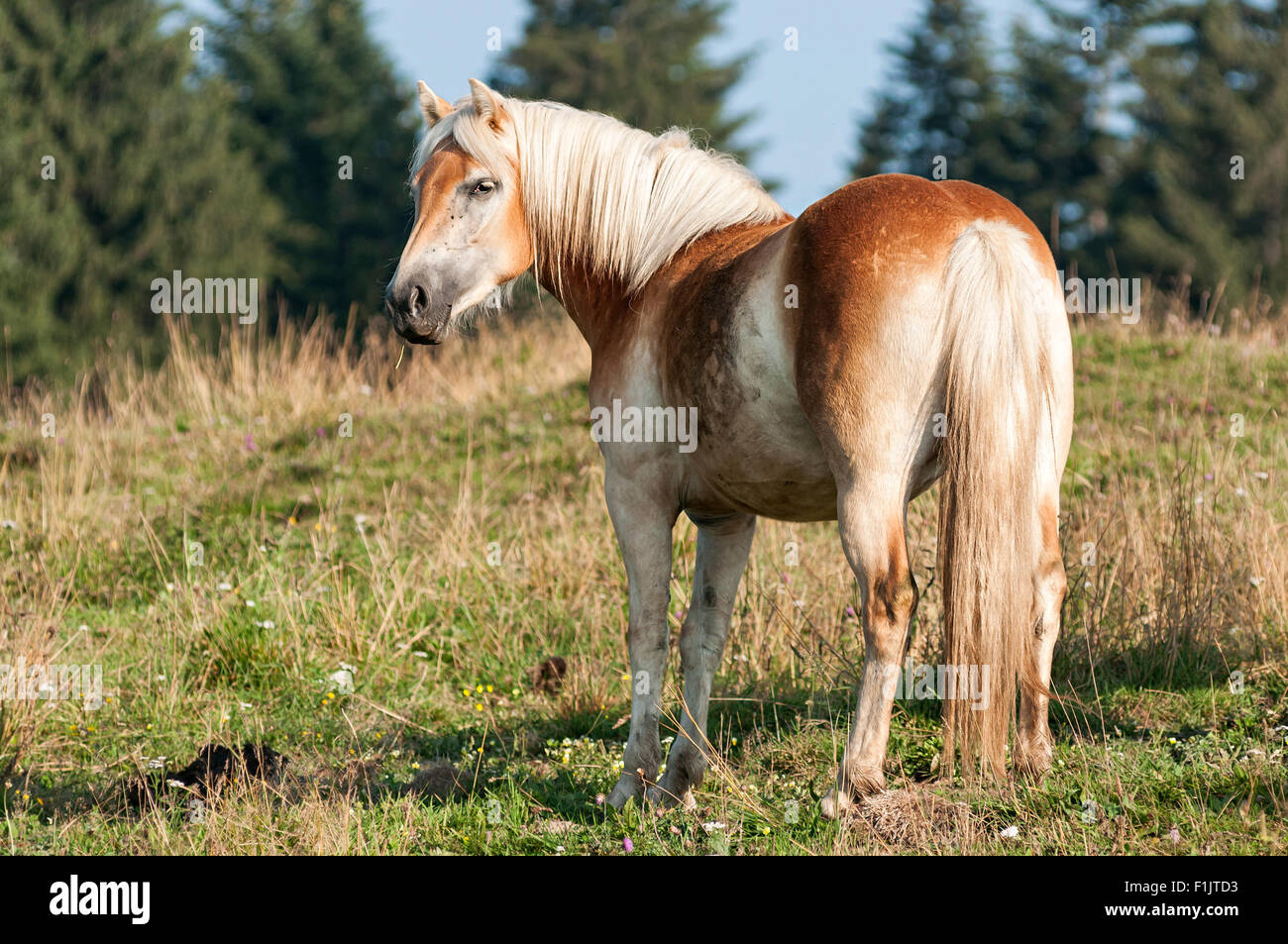 Haflinger mare in the mountain Stock Photo - Alamy
