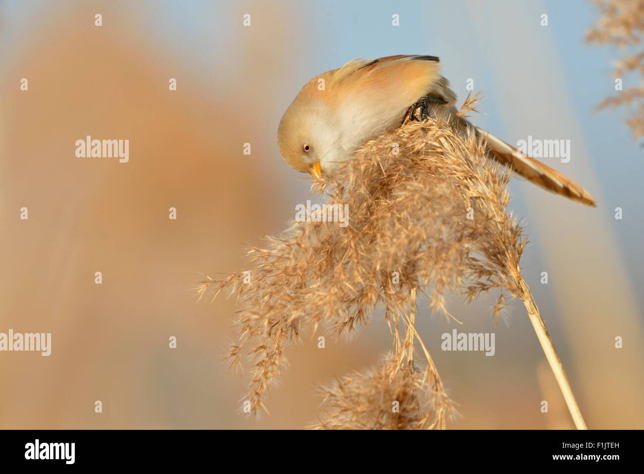 Panurus biarmicus / Bearded Reedling / Bearded Tit / Bartmeise picking ...
