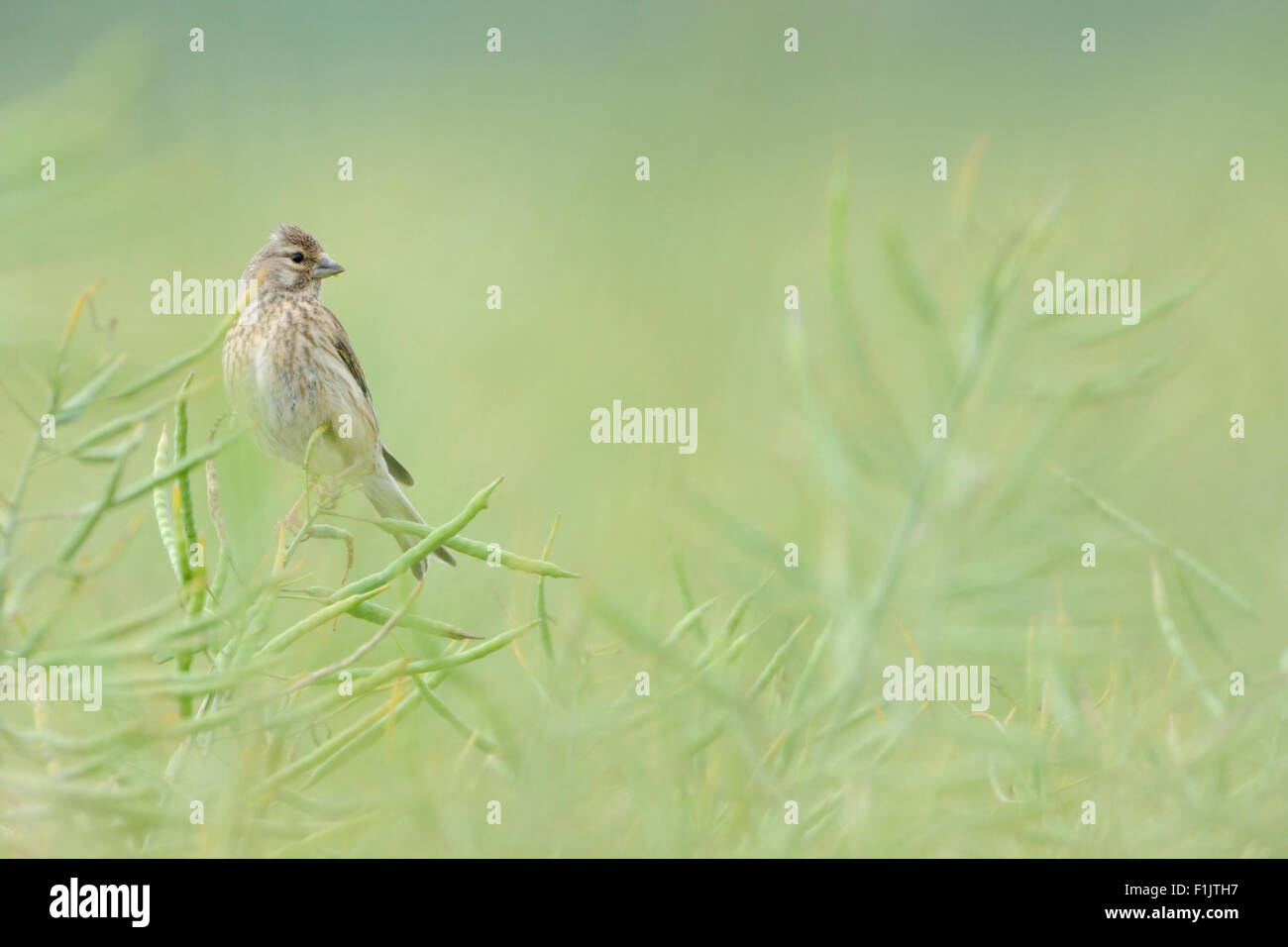 Female Common Linnet / Bluthaenfling ( Carduelis cannabina ) sits in ...