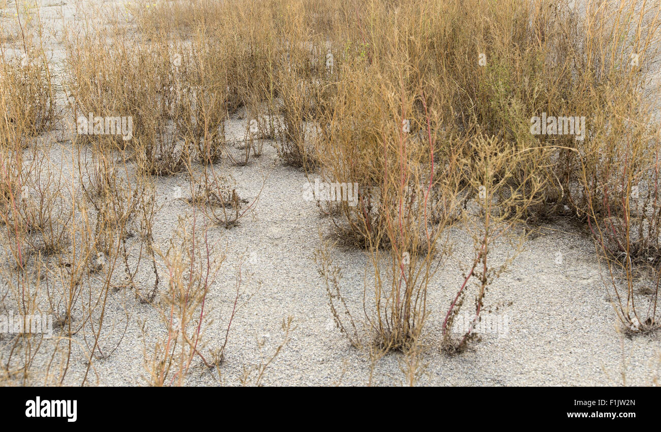 detail shot showing a arid environment with sere plants and dry earth ...