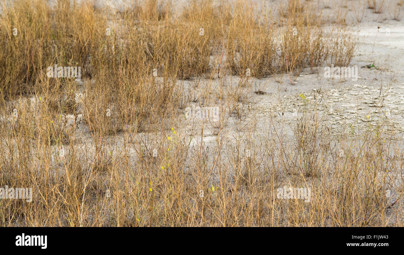 Arid environment hi-res stock photography and images - Alamy