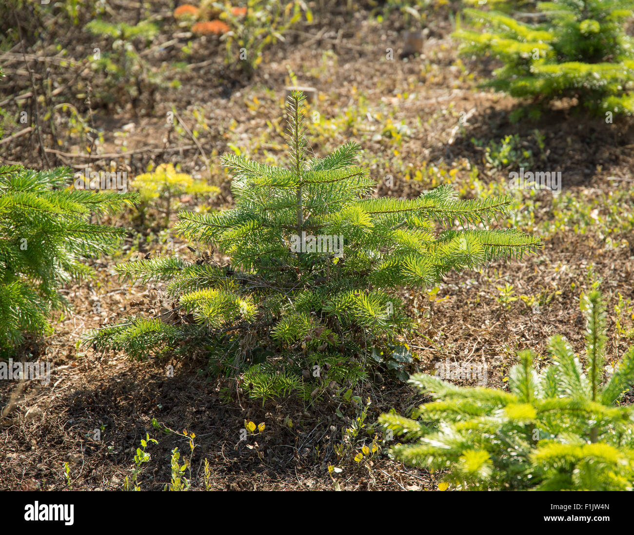 Fir tree nursery hi-res stock photography and images - Alamy