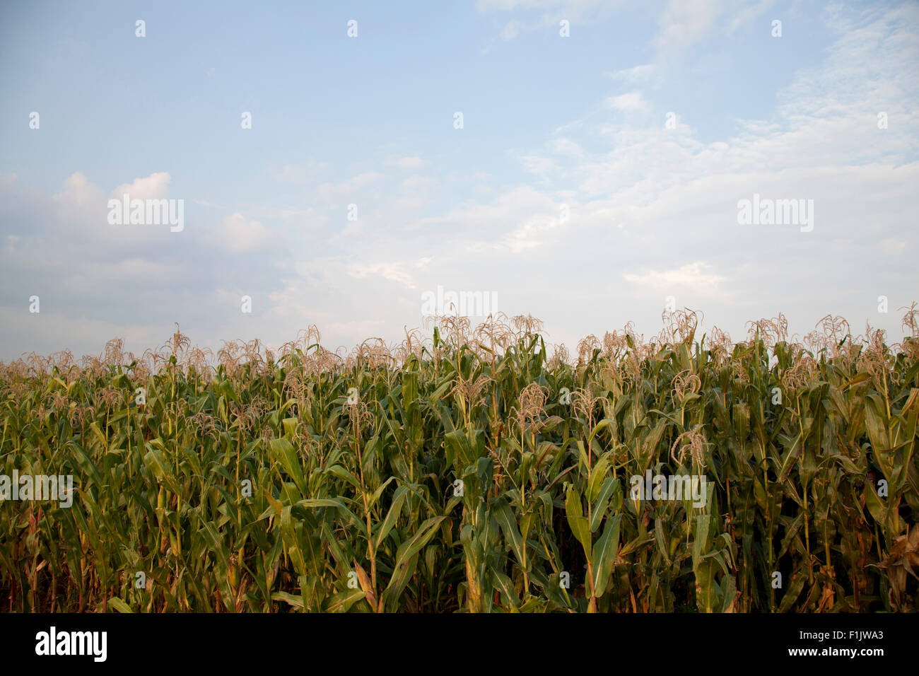 Corn field, agriculture Stock Photo - Alamy