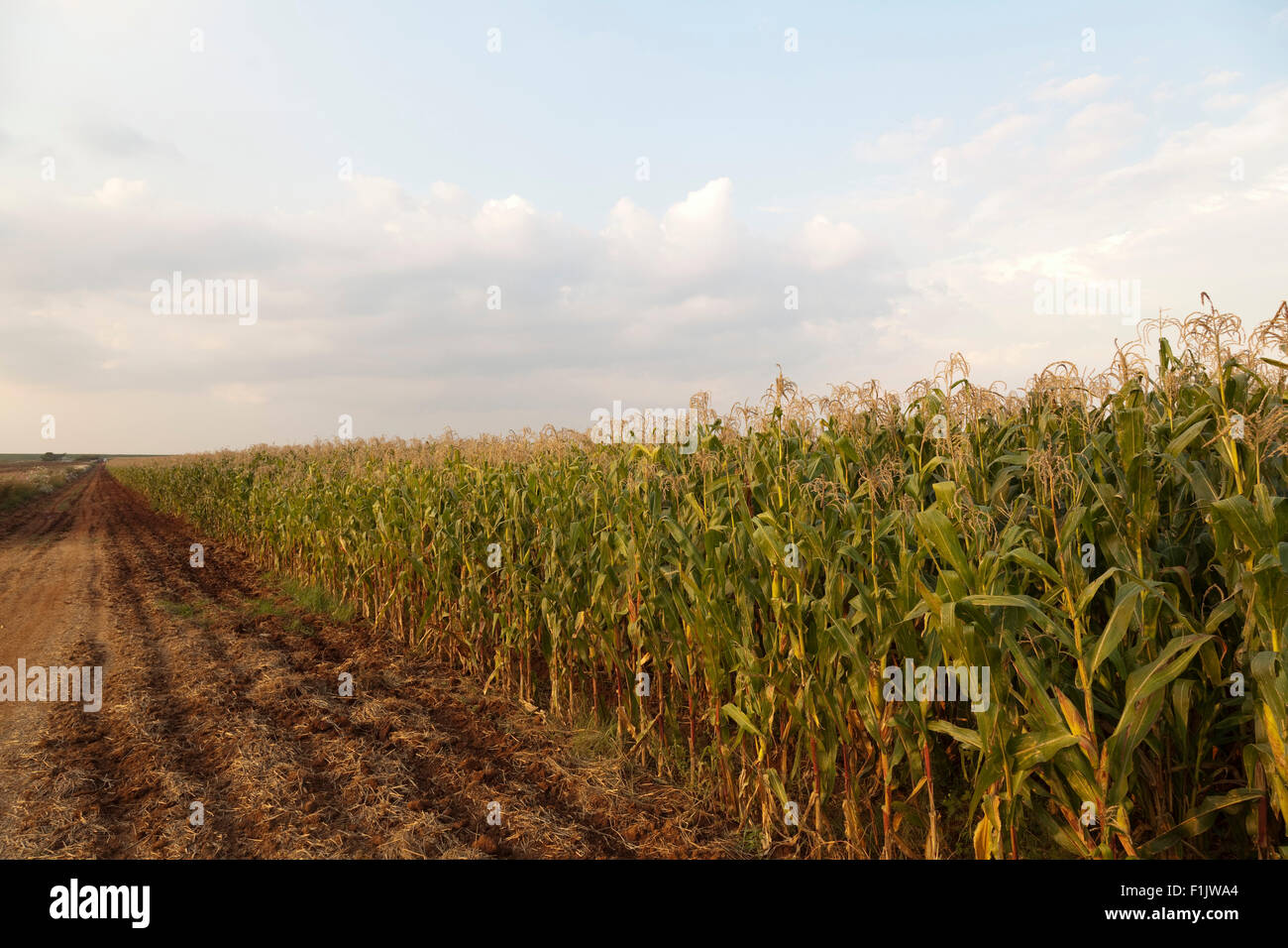 Corn field, agriculture Stock Photo - Alamy