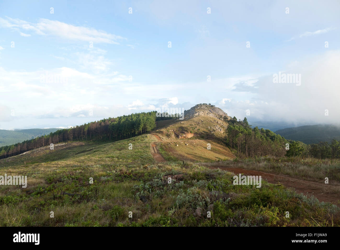 African pine hi-res stock photography and images - Alamy