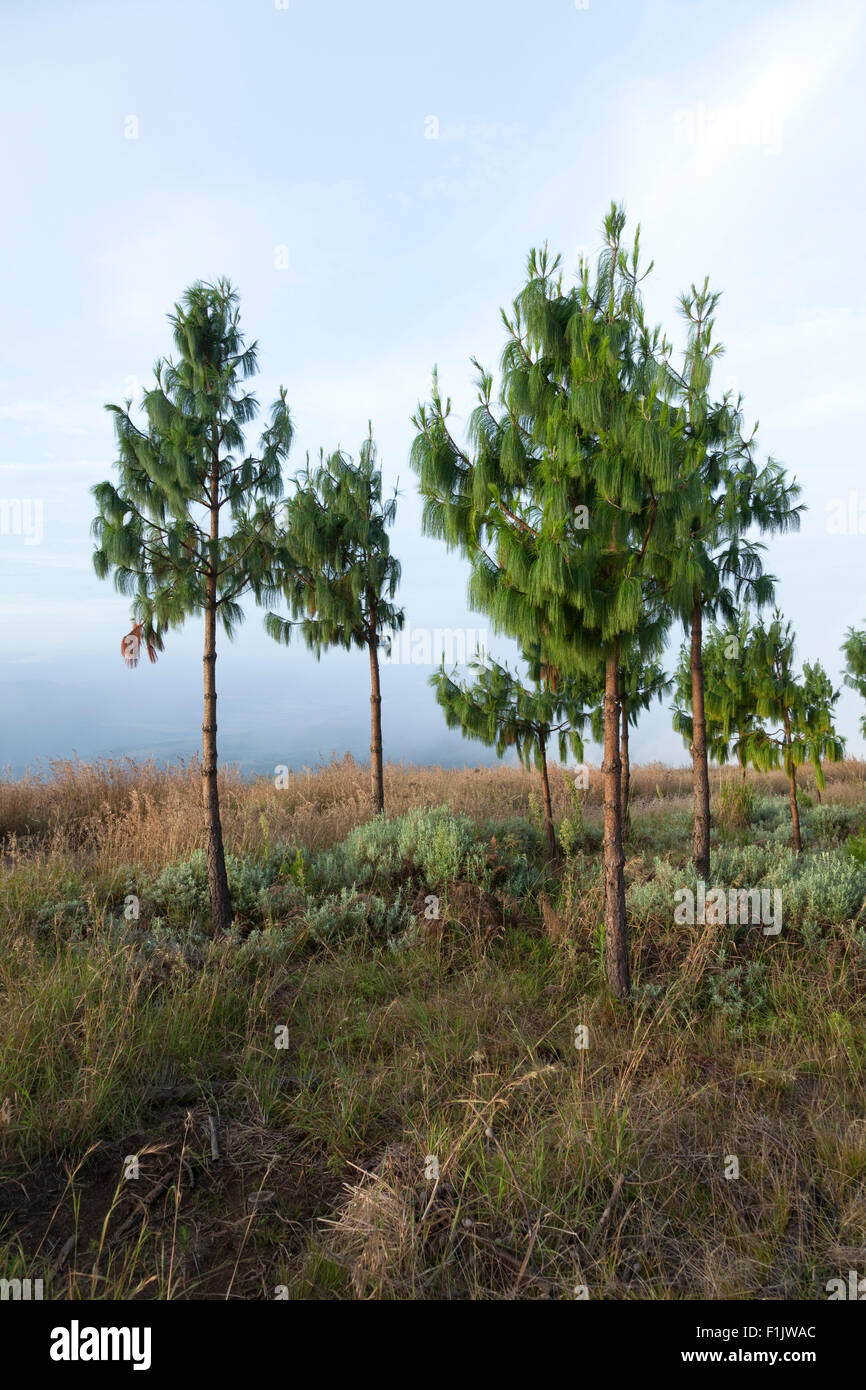 African pine hi-res stock photography and images - Alamy