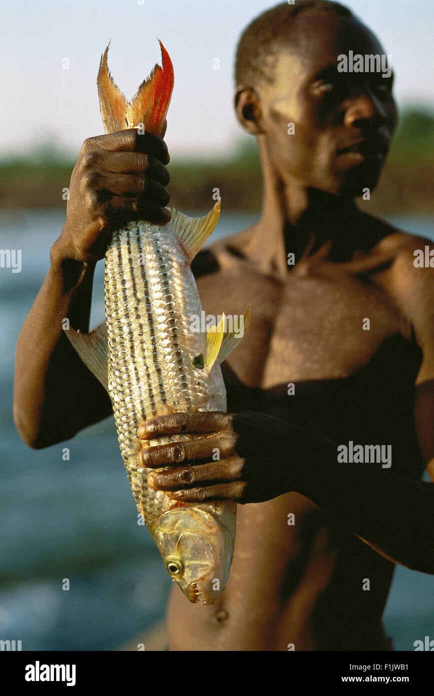 Man Holding Tiger Fish Outdoors Zambezi River, Zimbabwe, Africa Stock ...