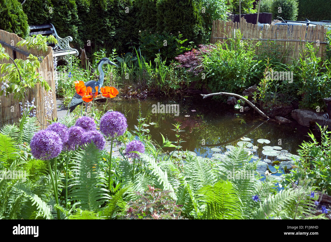 Gartenteich; Wasser; Wasserpflanze Stock Photo - Alamy