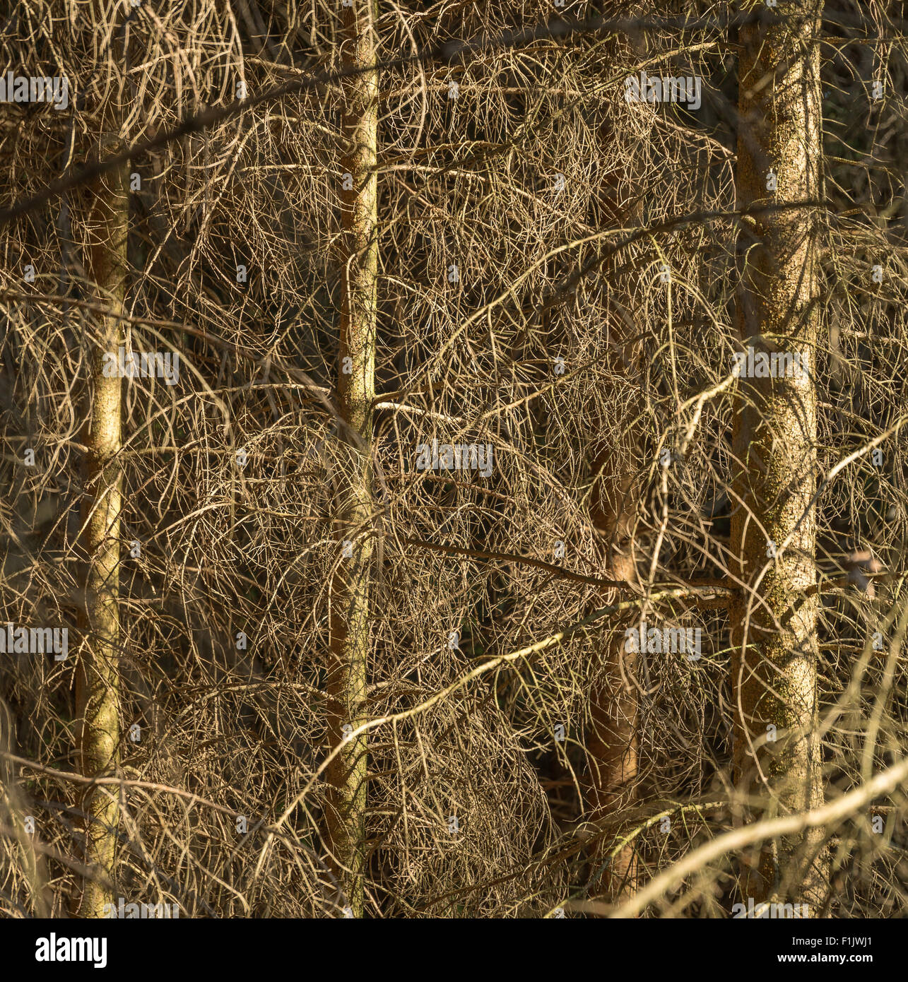 Dry dead conifer trees hi-res stock photography and images - Alamy
