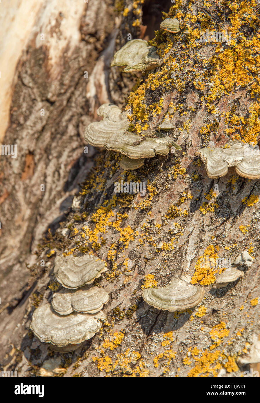some Conks on a lichen-overgrown tree trunk in sunny ambiance Stock ...